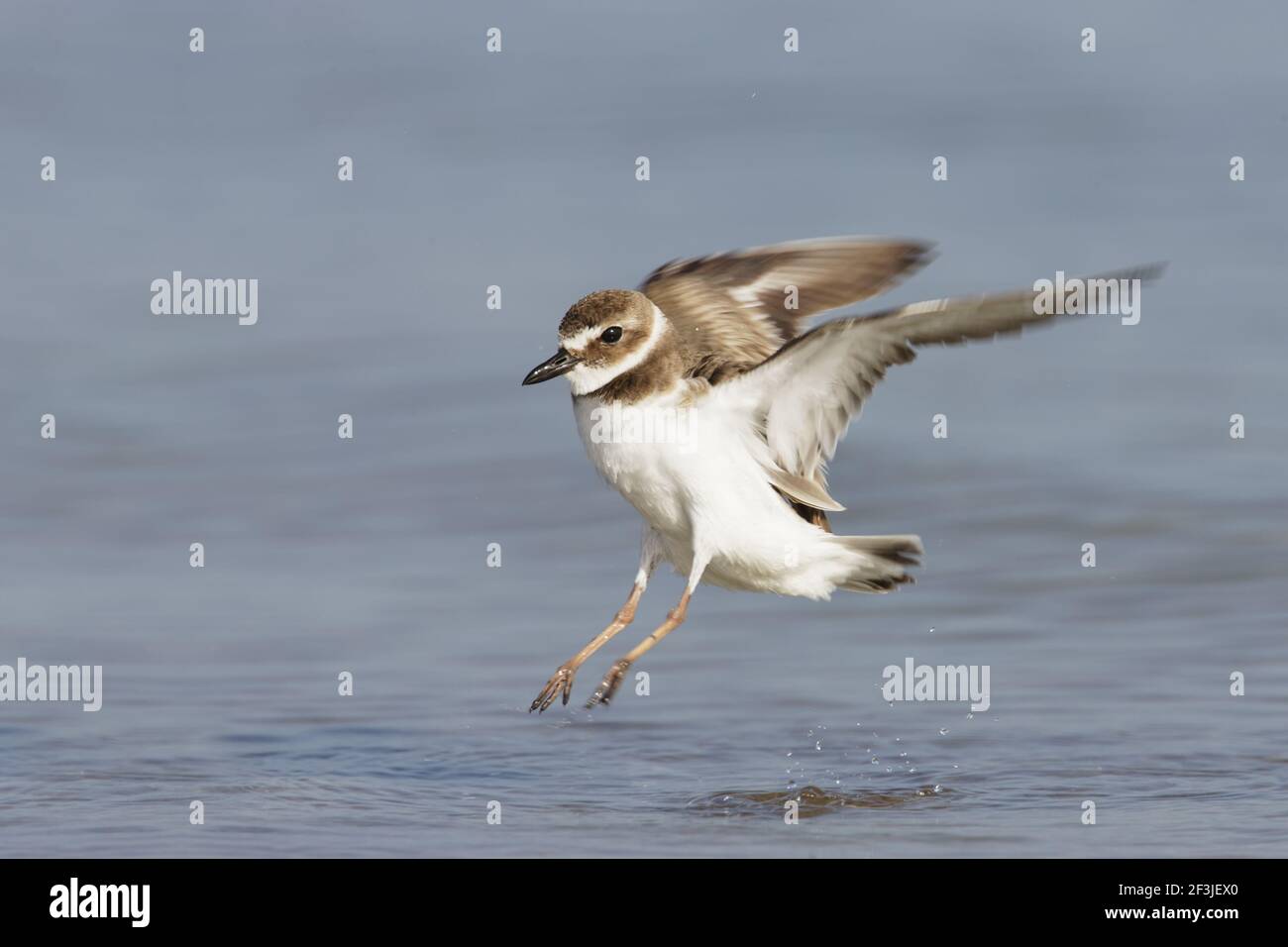 Wilsons plovers hi-res stock photography and images - Alamy