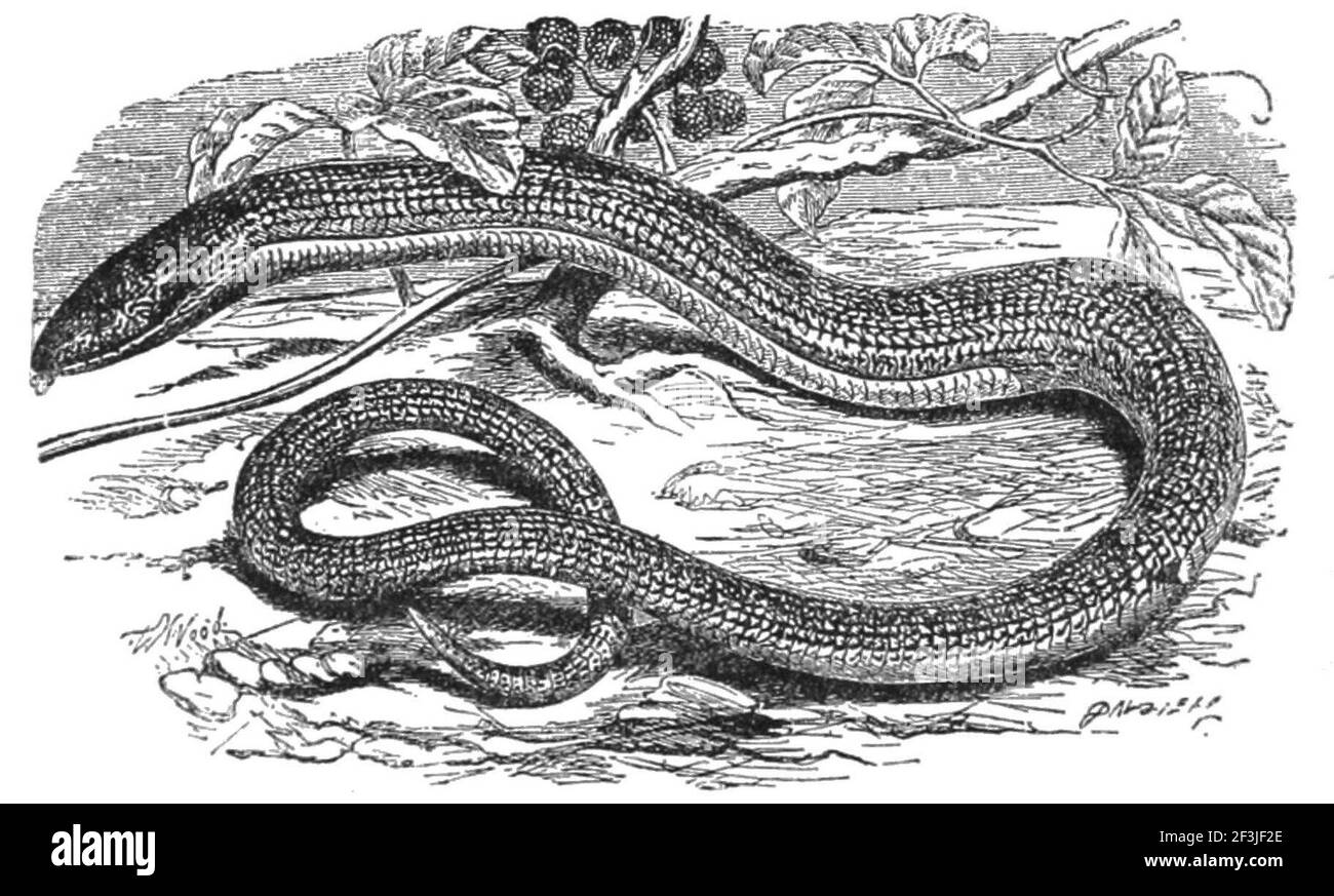 Glass snake ophisaurus ventralis Stock Photo - Alamy