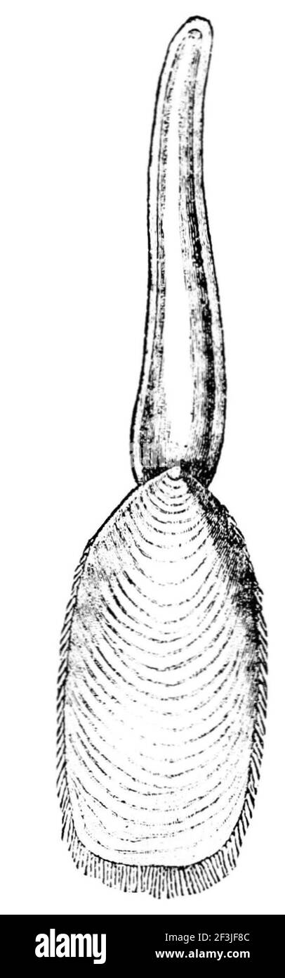 Lingula hi-res stock photography and images - Alamy