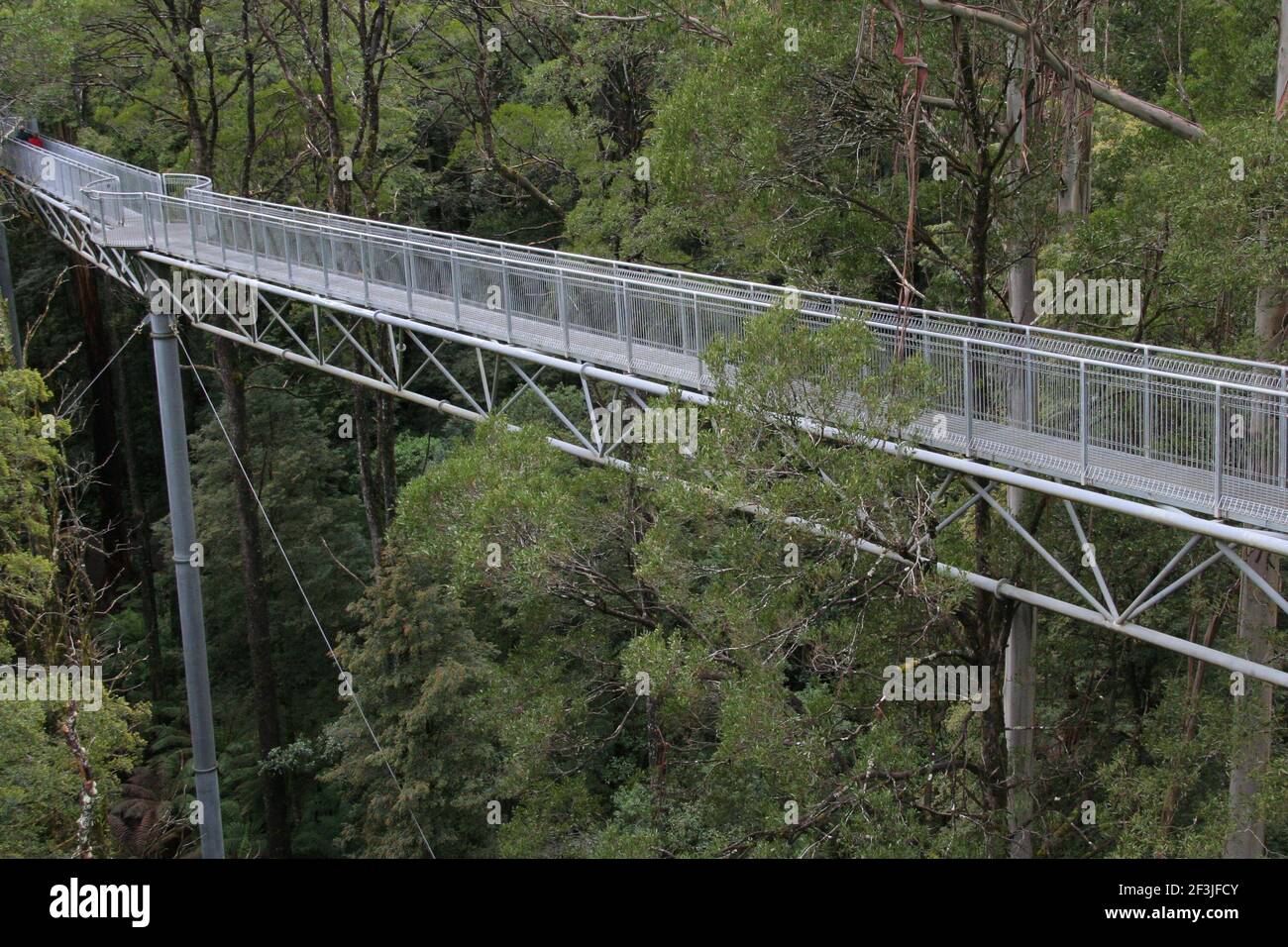 Canopy walk in Otway National Park in Victoria in Australia Stock Photo ...