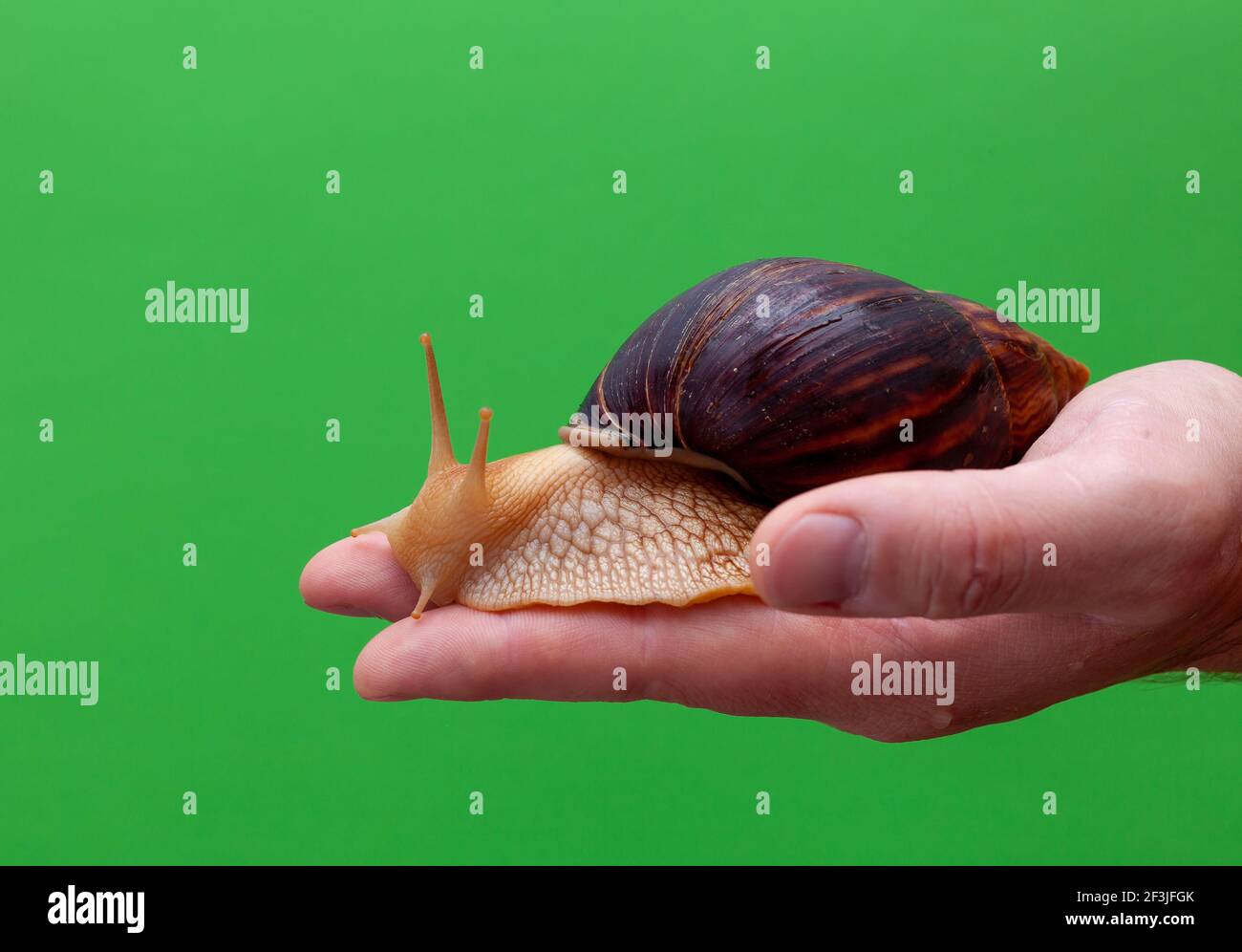 Giant African Snail Pet