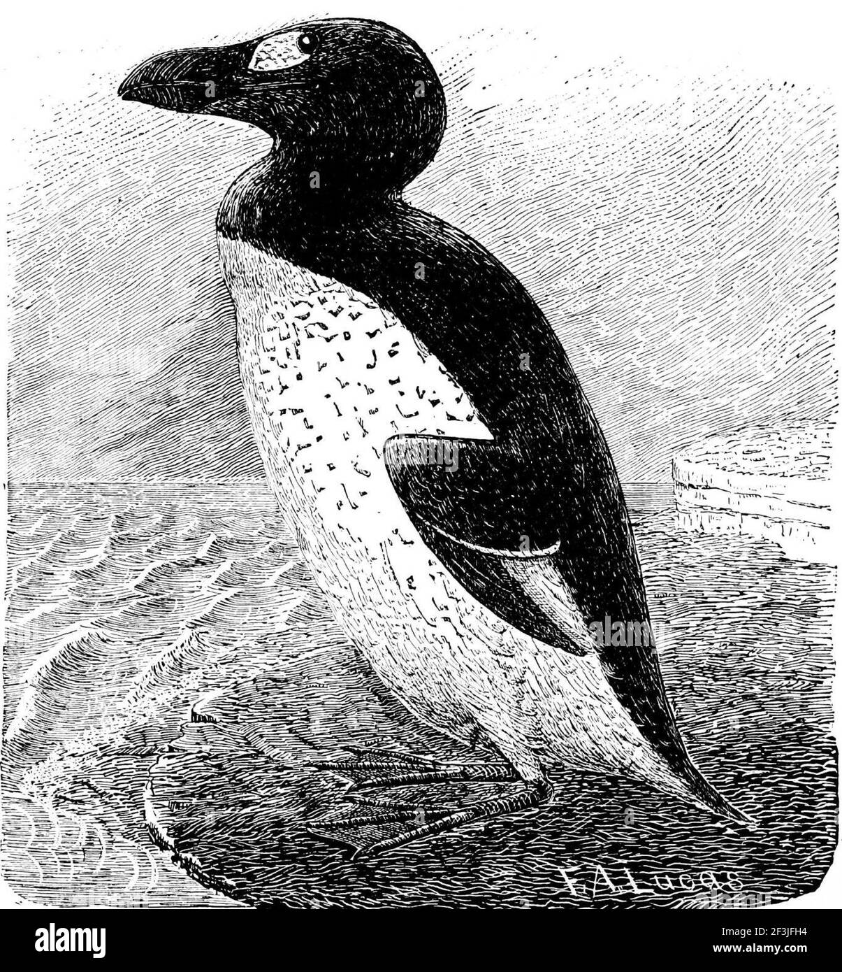 The great auk Stock Photo - Alamy