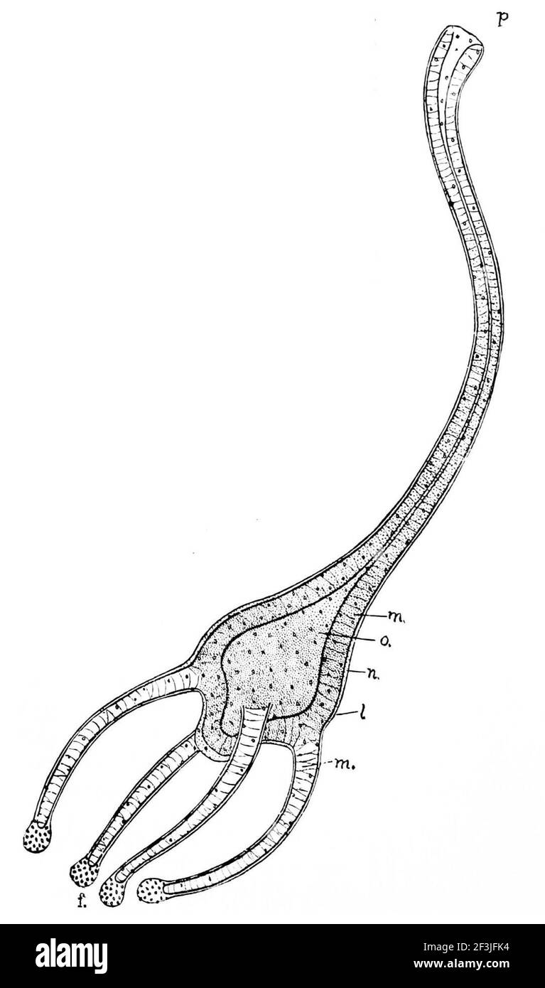 Hatched hydra of the cunina octonaria Stock Photo - Alamy