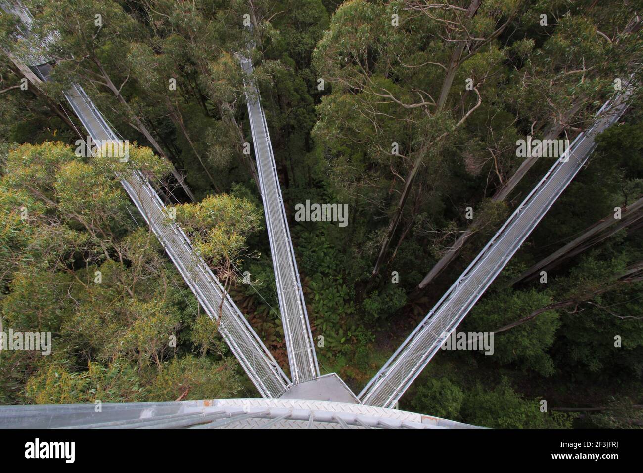 Canopy walk in Otway National Park in Victoria in Australia Stock Photo ...