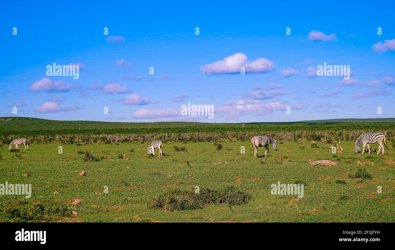 A landscape of zebras eating grass in Addo National Park, South Africa ...