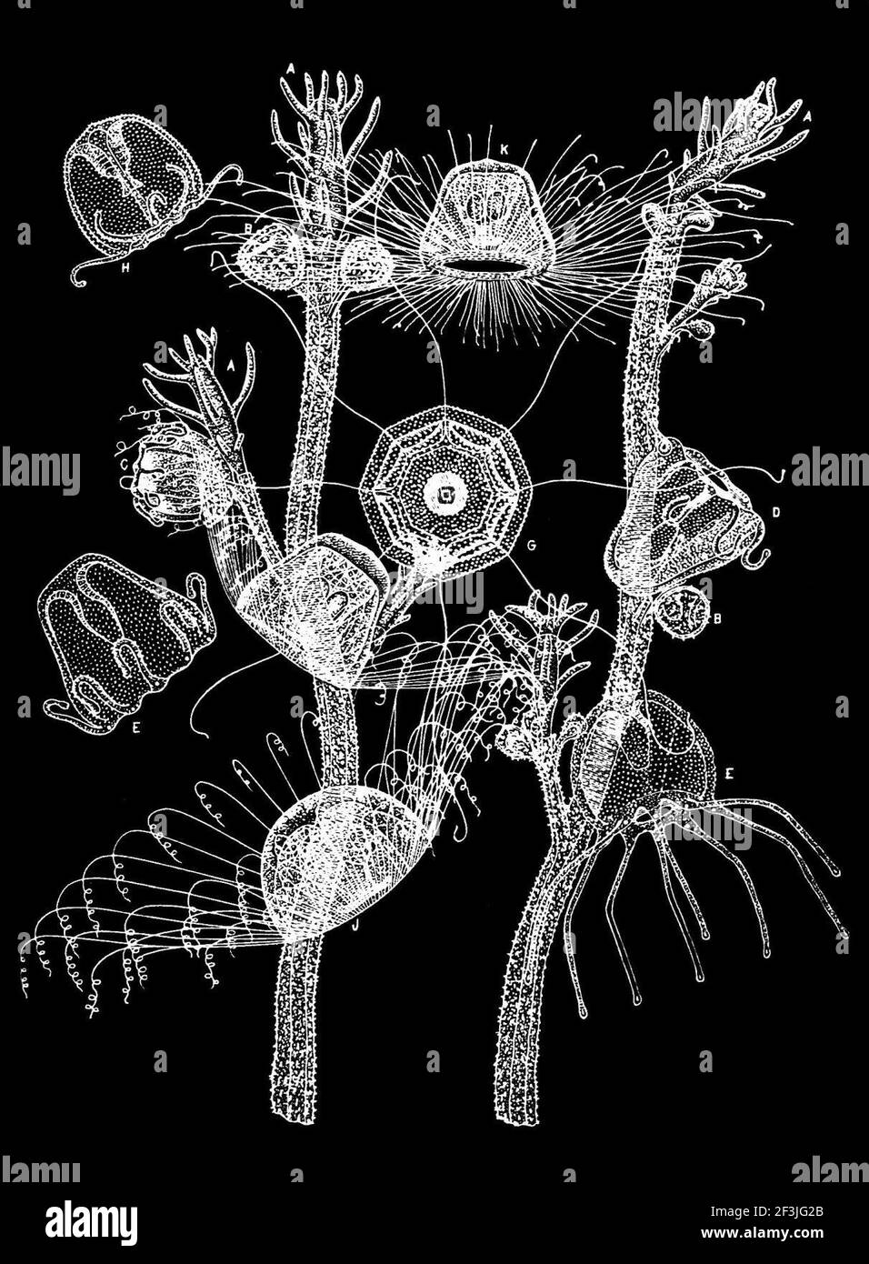Turritopsis hi-res stock photography and images - Alamy