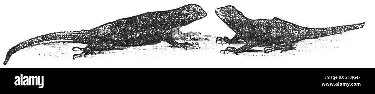 Pine tree lizards Stock Photo - Alamy