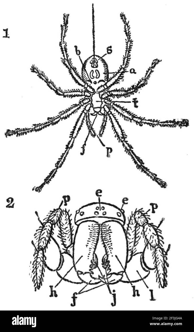 Parts of a spider Stock Photo - Alamy