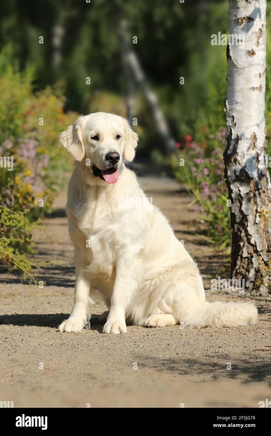 Golden Retriever. Juvenile she-dog (16 month old) sitting on a path ...