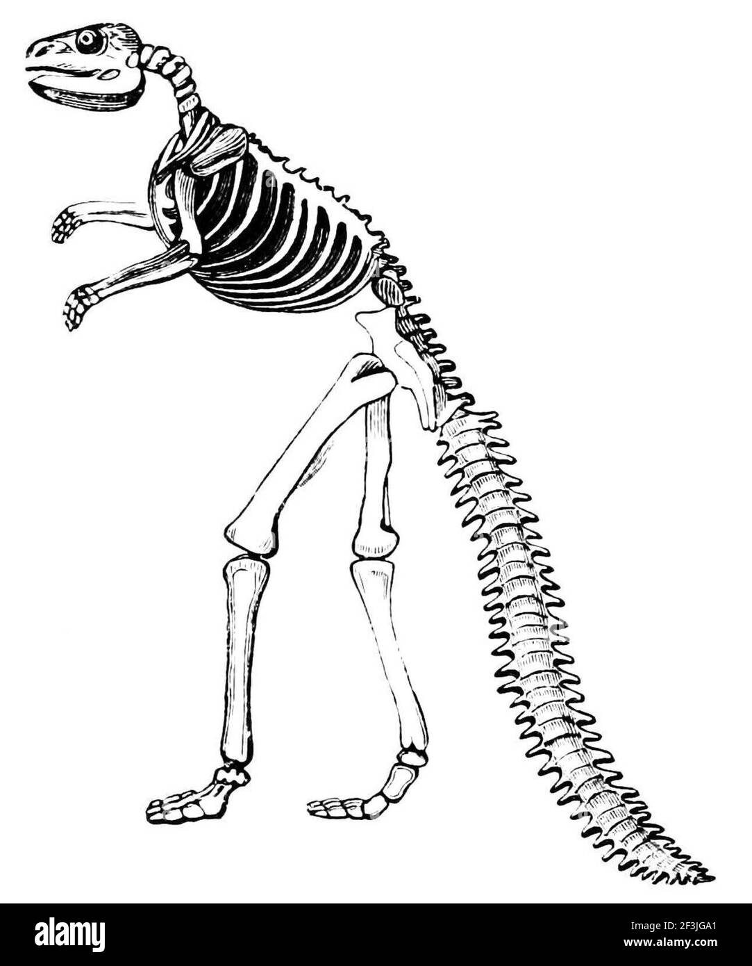 Hadrosaurus hi-res stock photography and images - Alamy