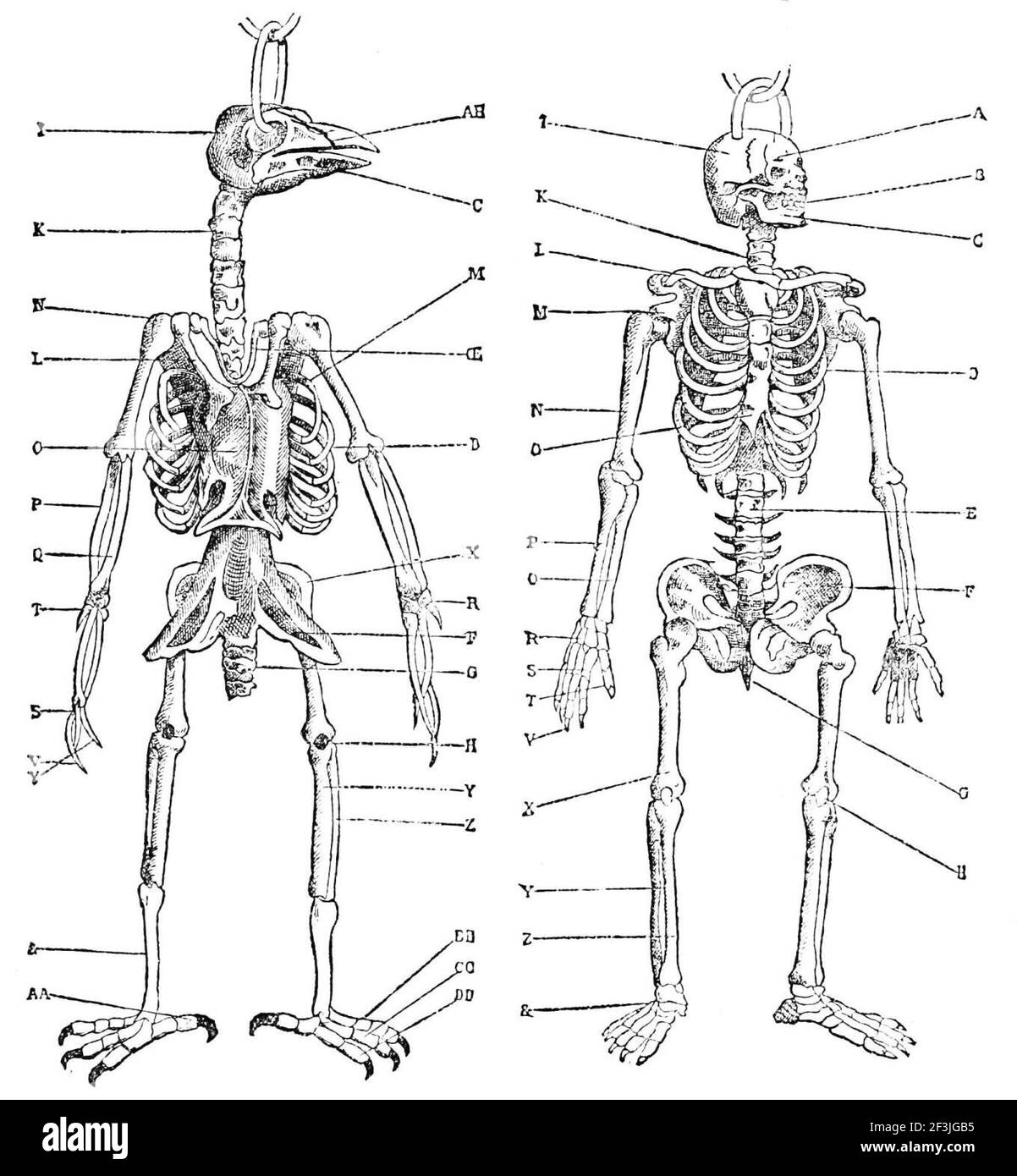 Skeletons of a bird and man Stock Photo - Alamy