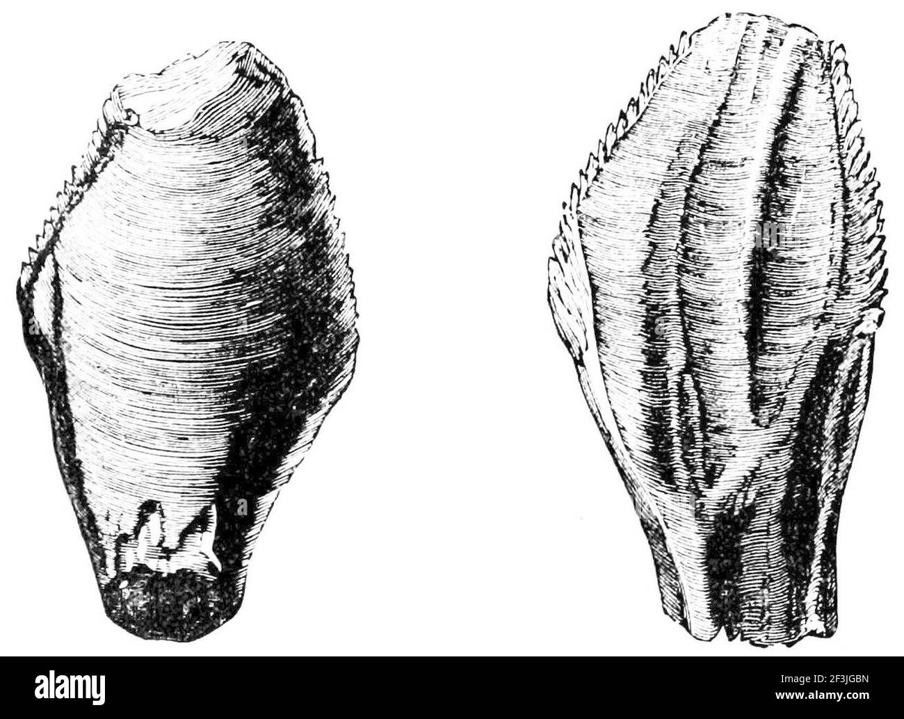 Teeth of iguanodon Stock Photo - Alamy