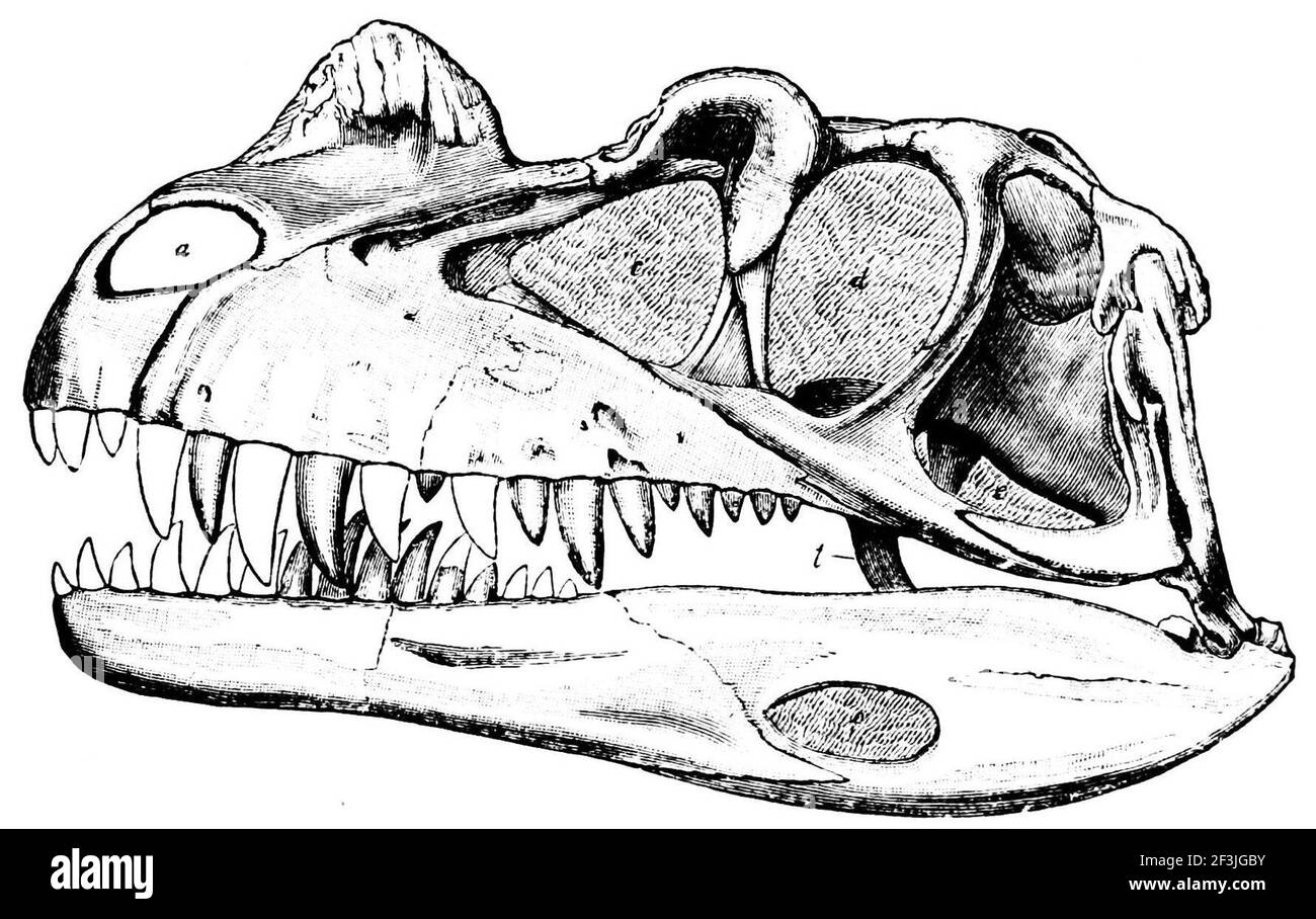 Ceratosaurus Skull Replica