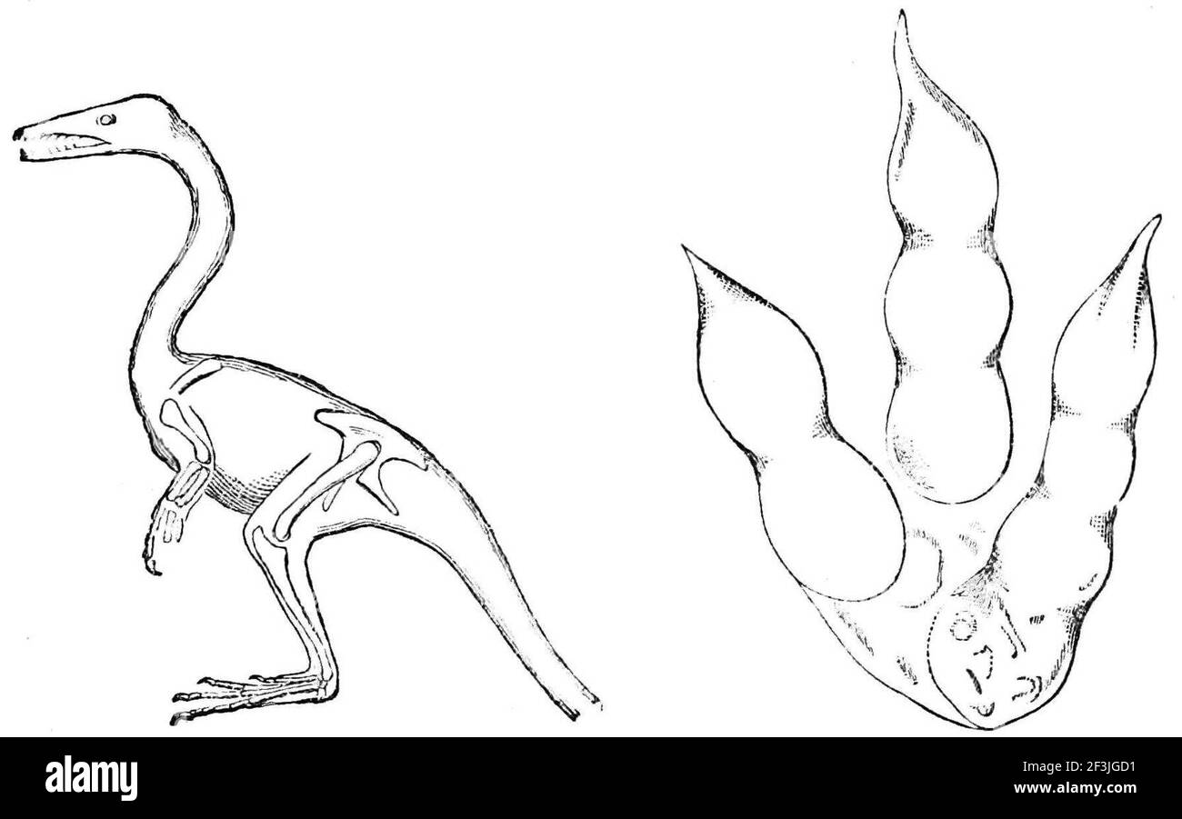 Compsognathus