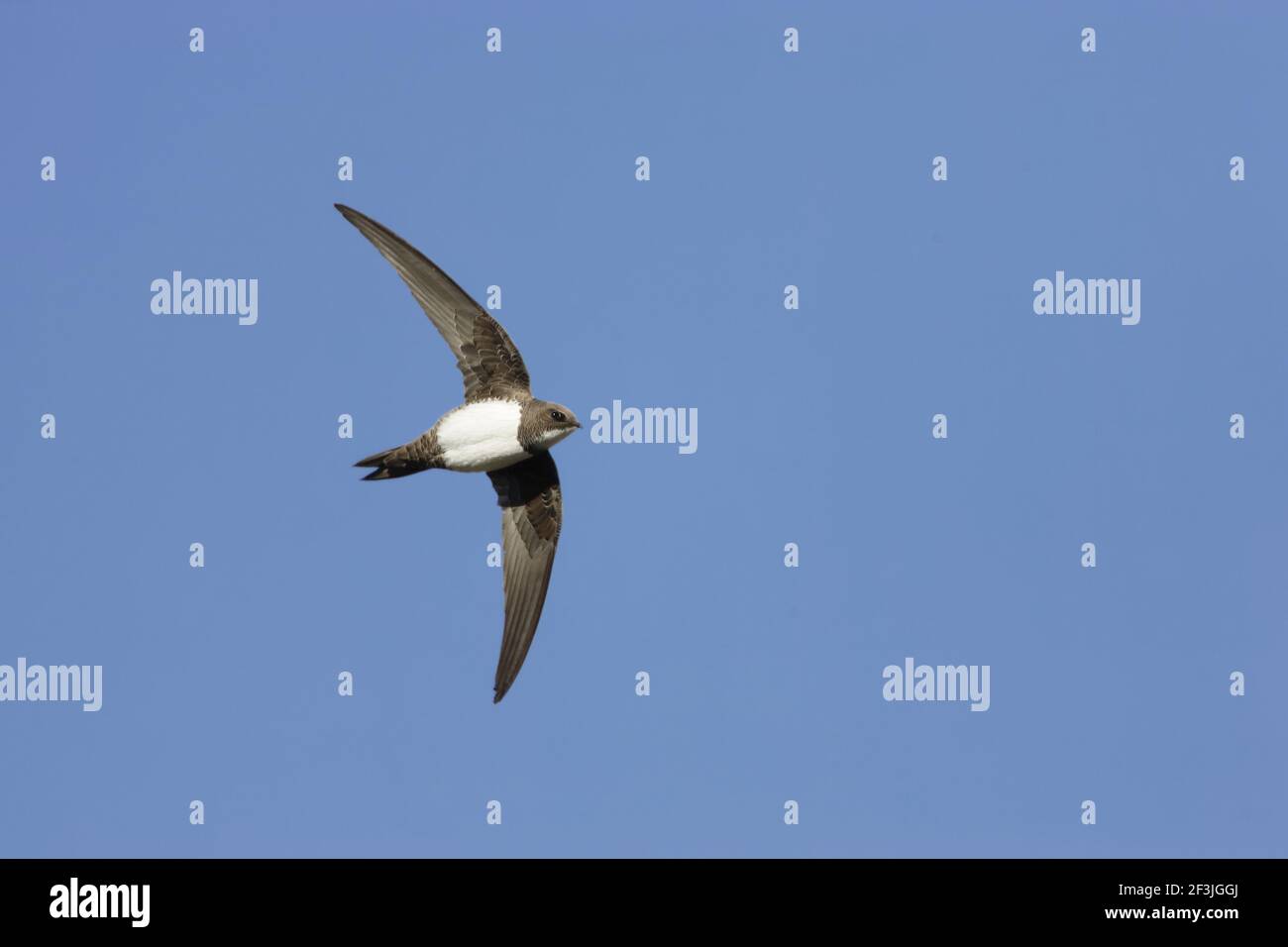 Alpine Swift - In flight(Apus melba) Extramadura, Spain BI002910 Stock ...