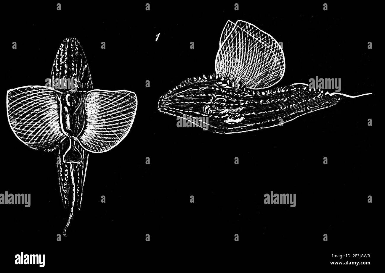 Peroni vintage hi-res stock photography and images - Alamy