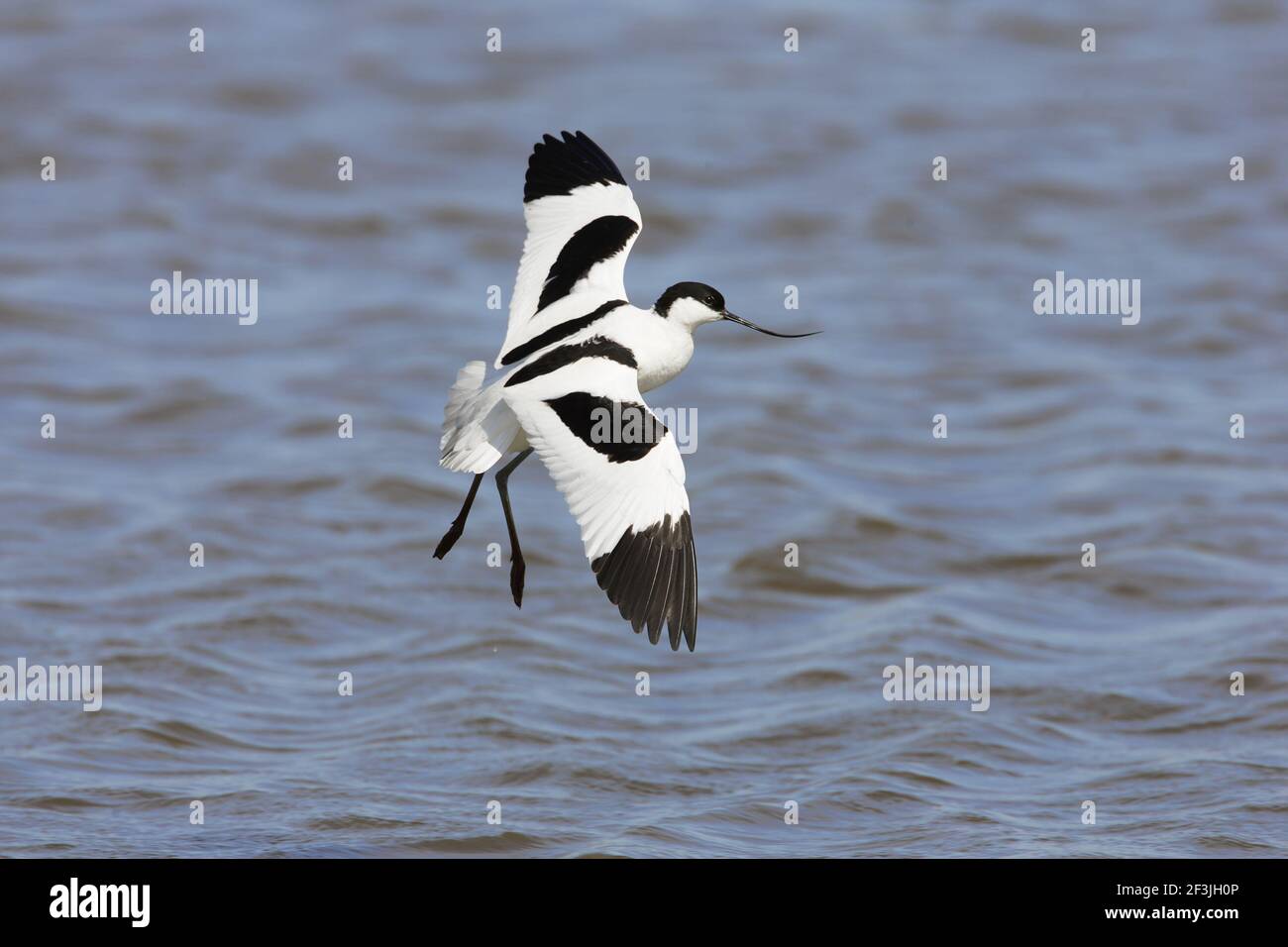 Avocet uk flying hi-res stock photography and images - Alamy