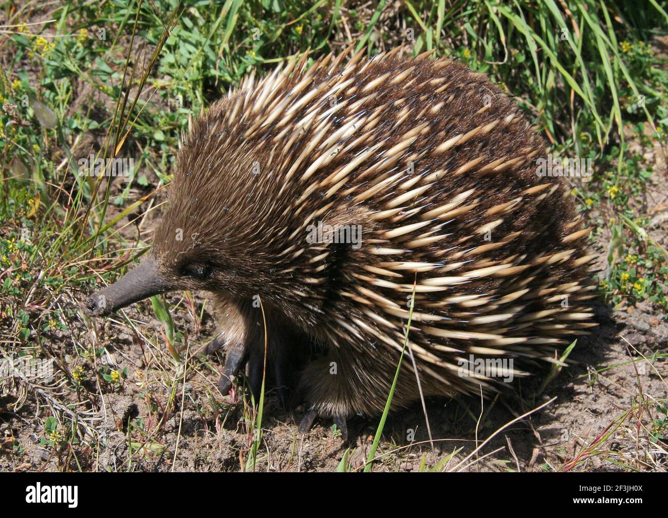 Spiny Anteater in Victoria in Australia Stock Photo - Alamy