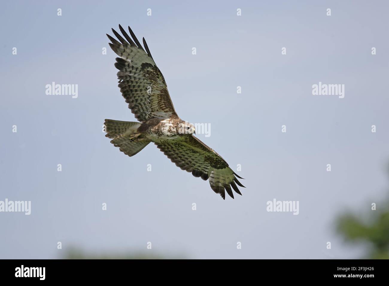 Buzzards wales hi-res stock photography and images - Alamy