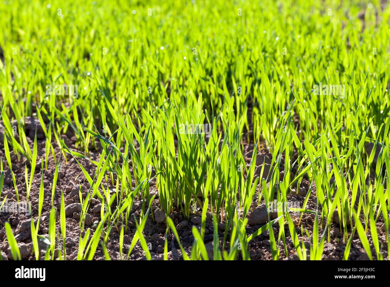 Fall wheatgrass hi-res stock photography and images - Alamy