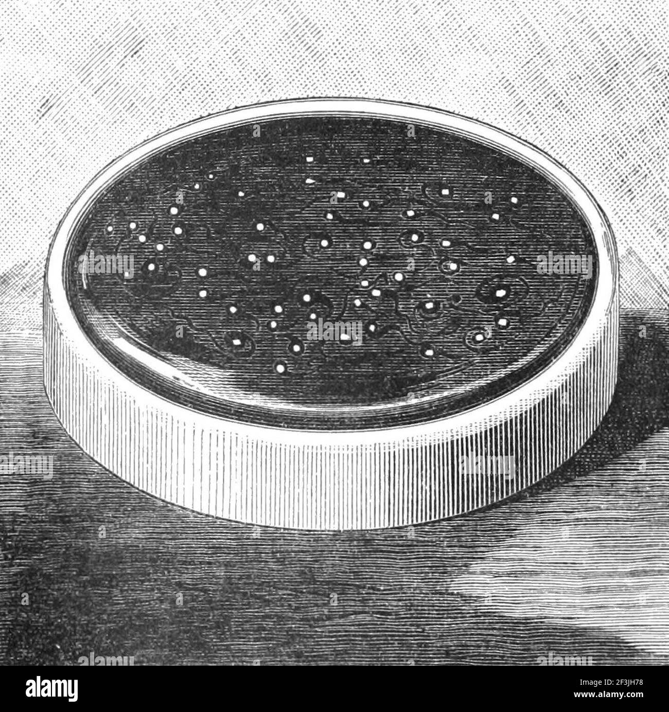 Camphor camphor Black and White Stock Photos & Images - Alamy