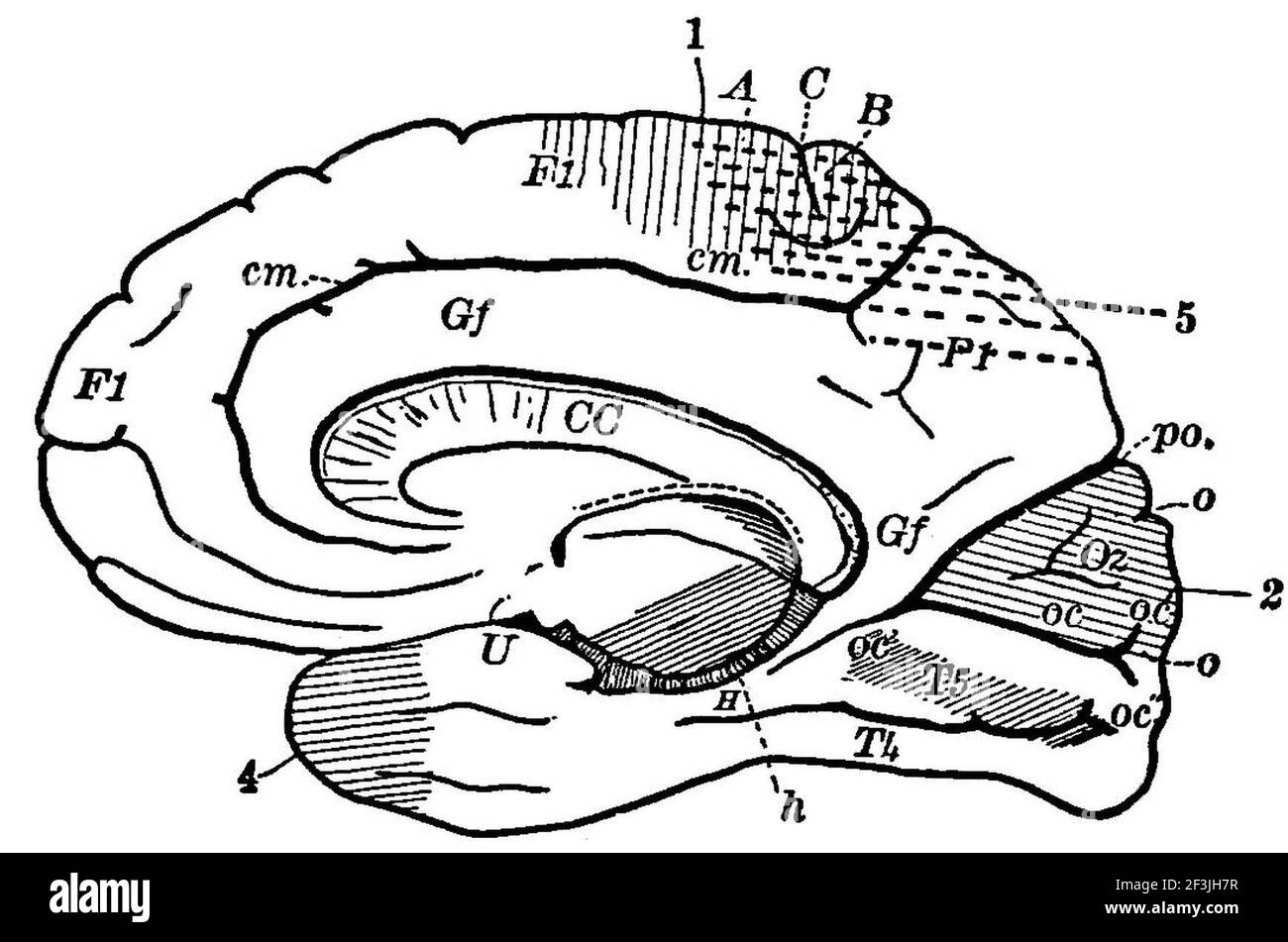 Right half of the brain showing functional areas Stock Photo - Alamy