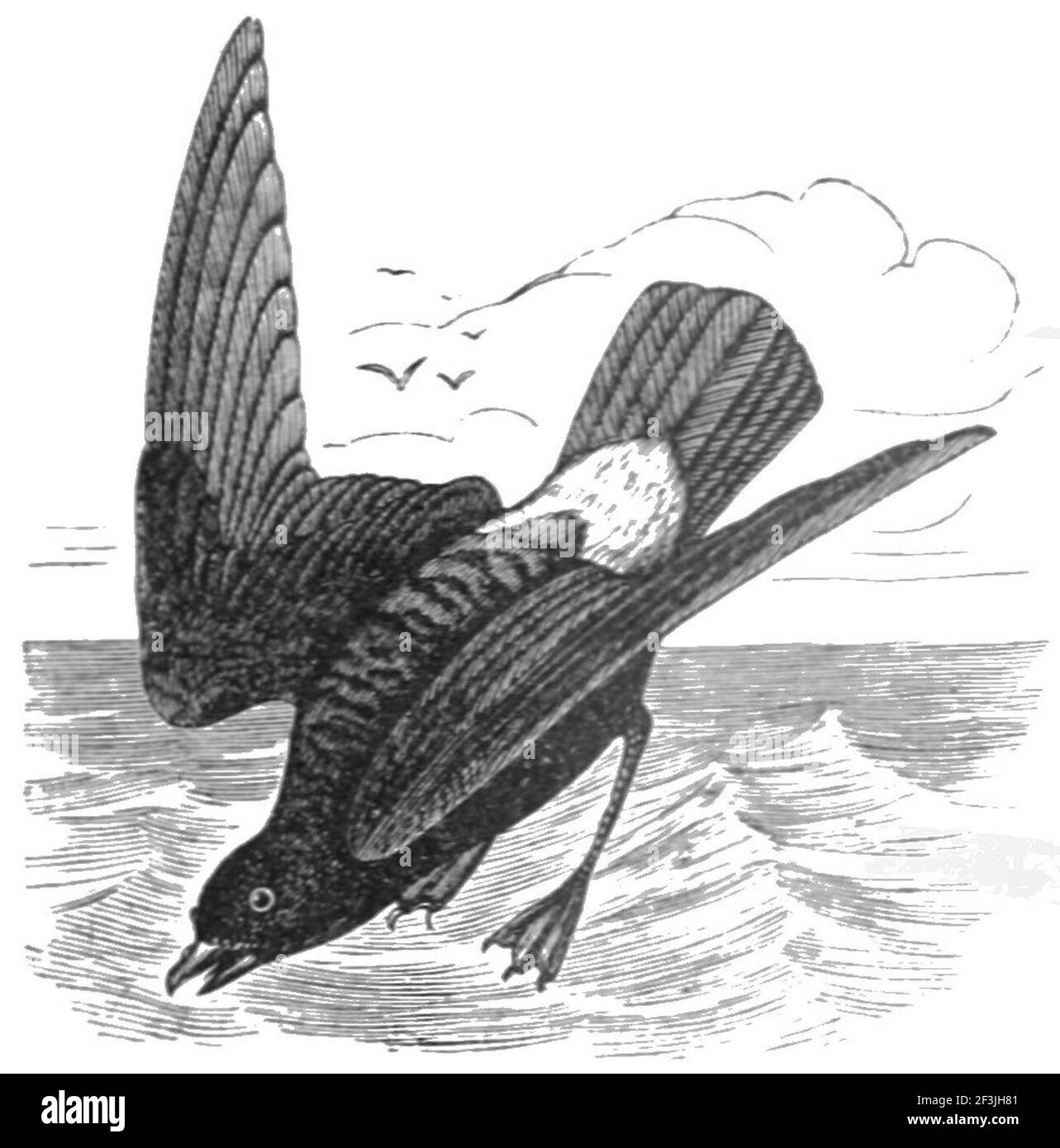 Stormy petrel hi-res stock photography and images - Alamy