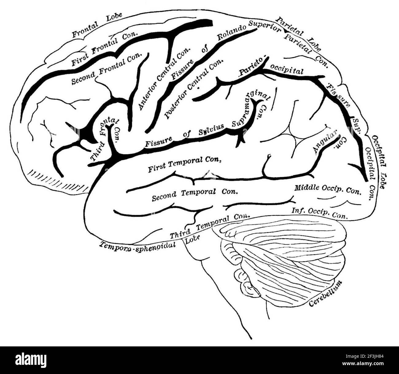 Diagram of the left cerebral hemisphere Stock Photo - Alamy
