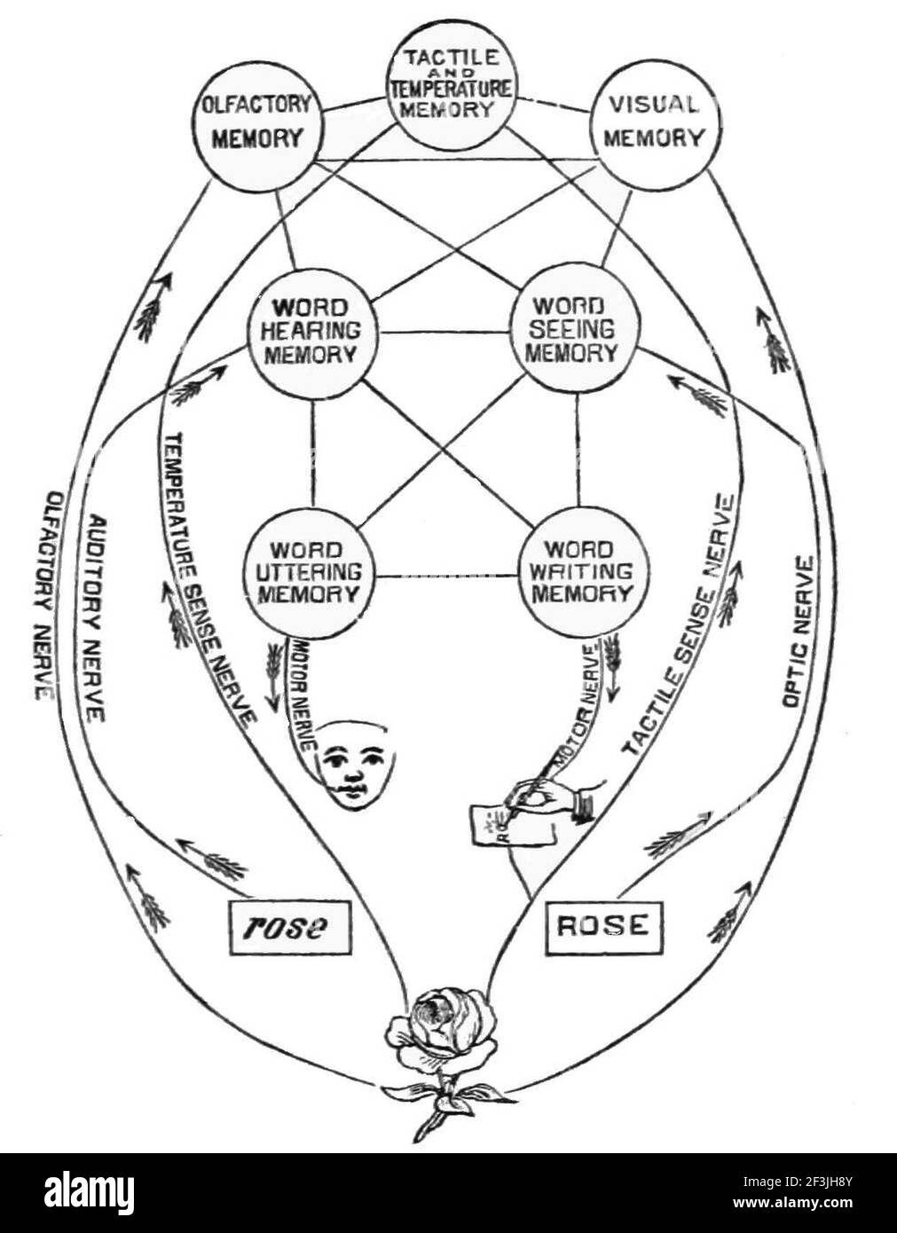 Rose diagram hi-res stock photography and images - Alamy