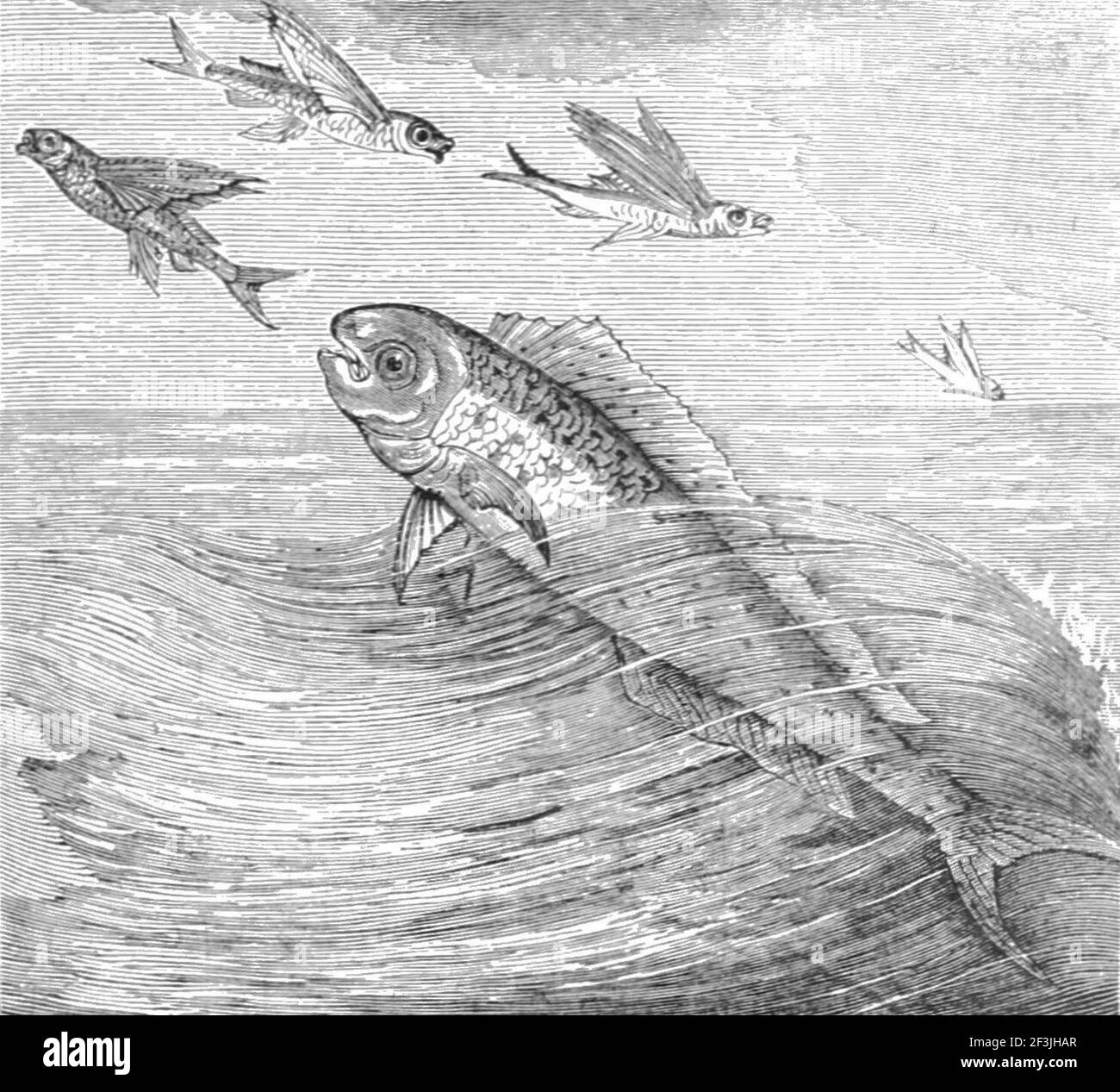 Flying fish pursued by a dolphin Stock Photo - Alamy