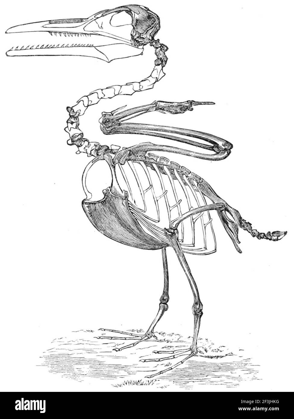 Ichthyornis hi-res stock photography and images - Alamy