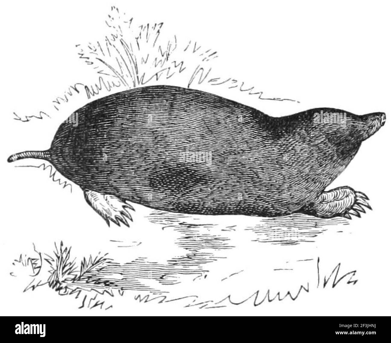 Shrew mole hi-res stock photography and images - Alamy