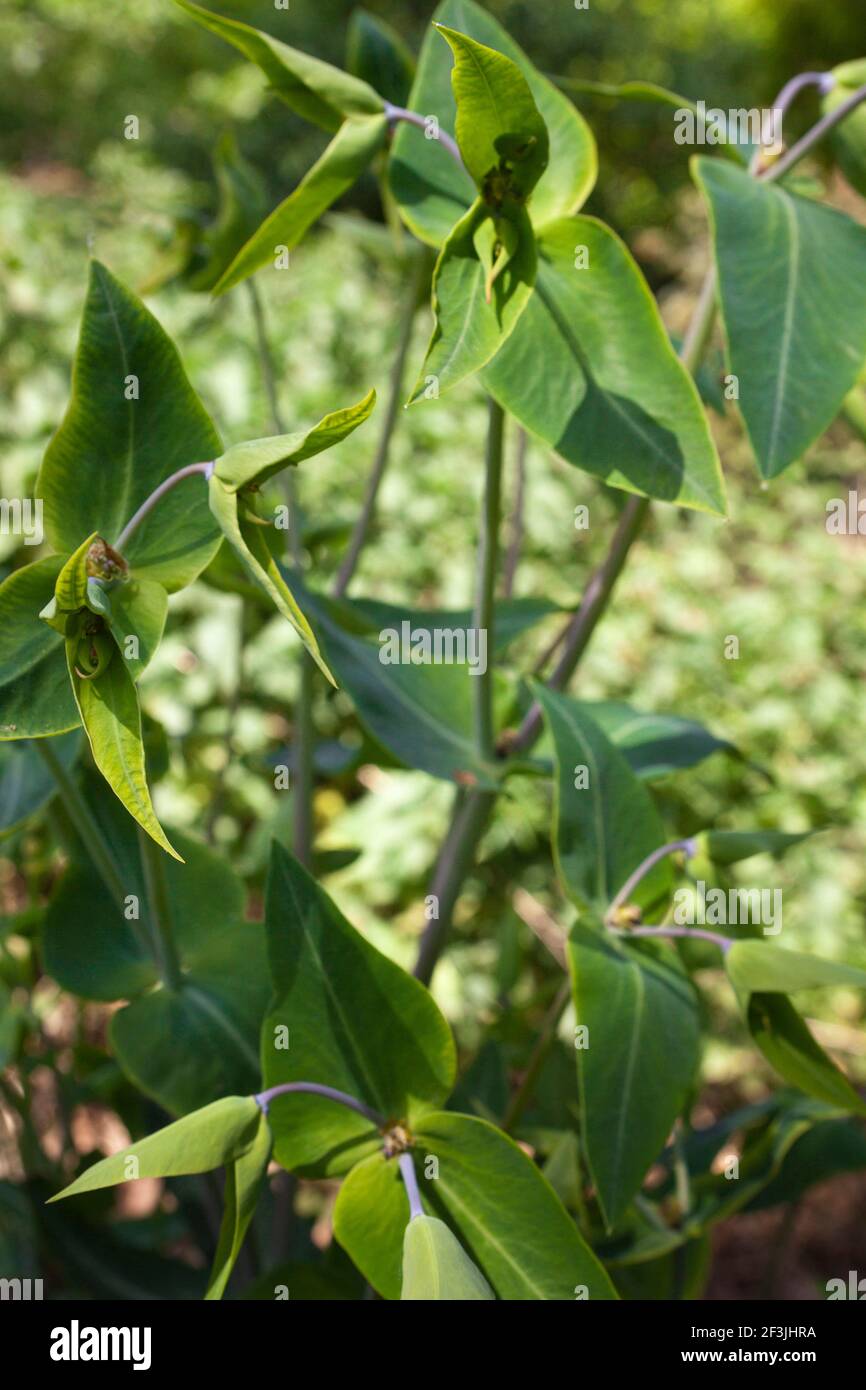 Native to the UK, Caper spurge, Euphorbia lathyris, photographed in May ...