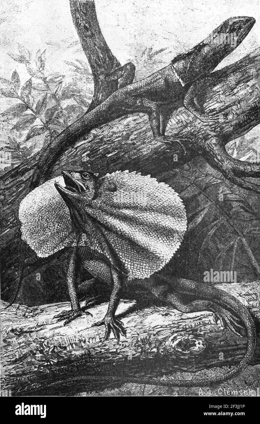 Chlamydosaurus Black and White Stock Photos & Images - Alamy