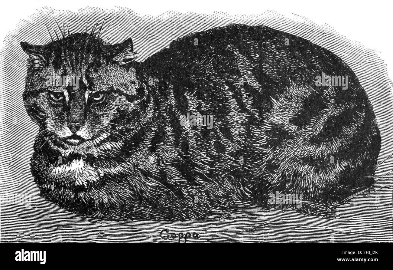 English tabby cat Stock Photo - Alamy