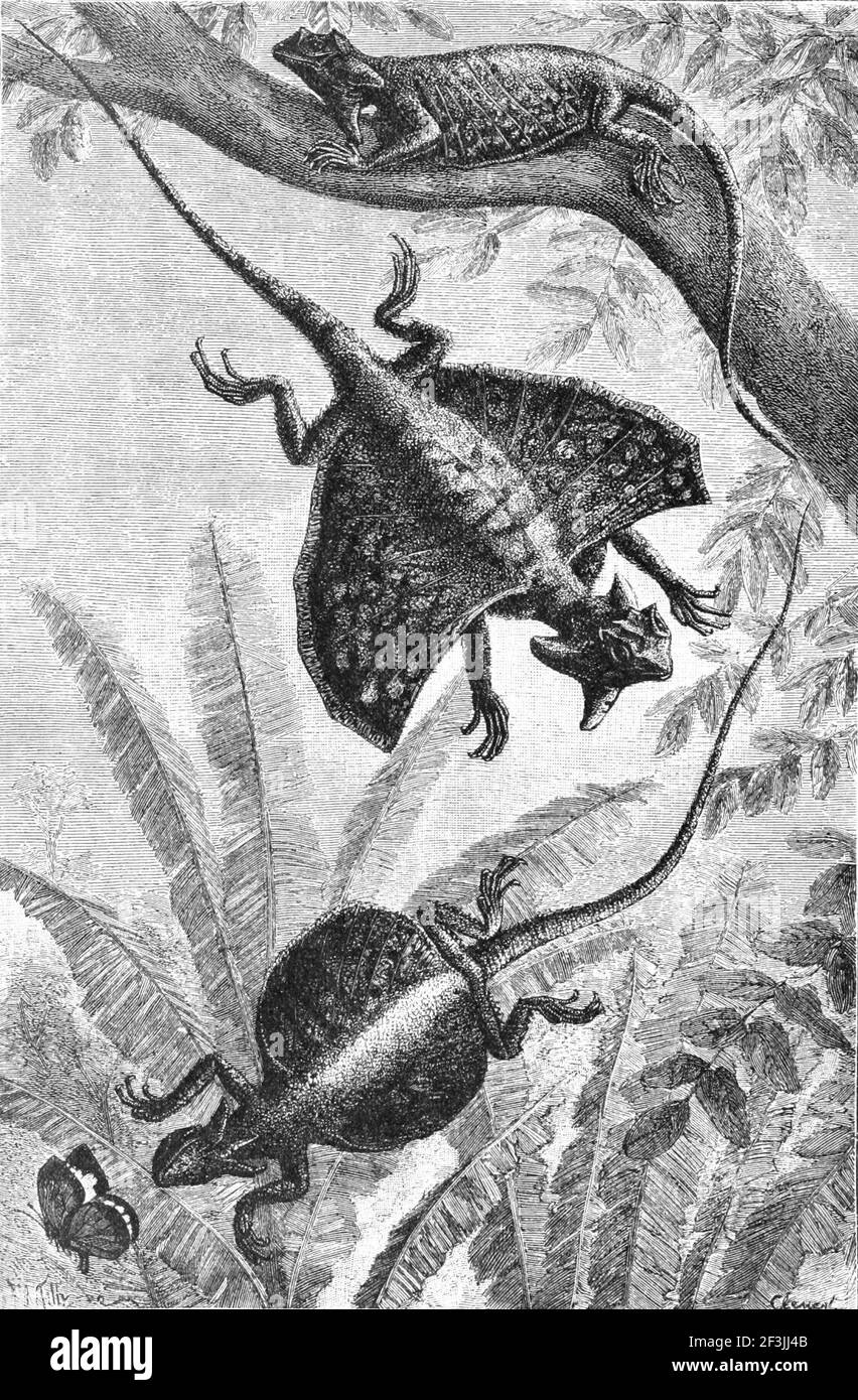 Flying dragons of malaysia Stock Photo - Alamy