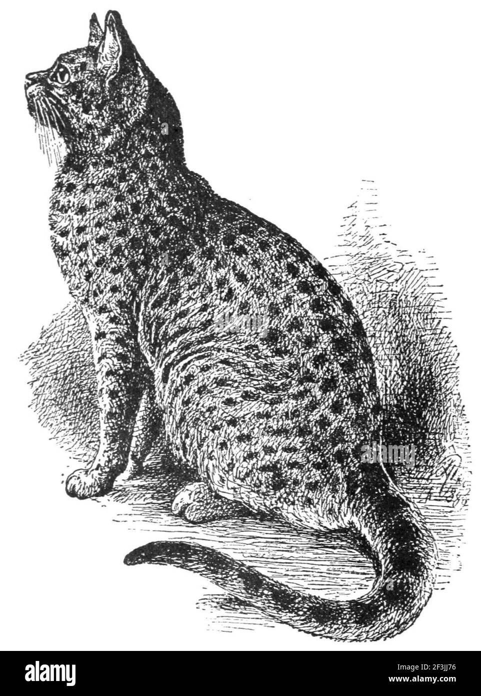 Finely marked spotted tabby cat Stock Photo - Alamy