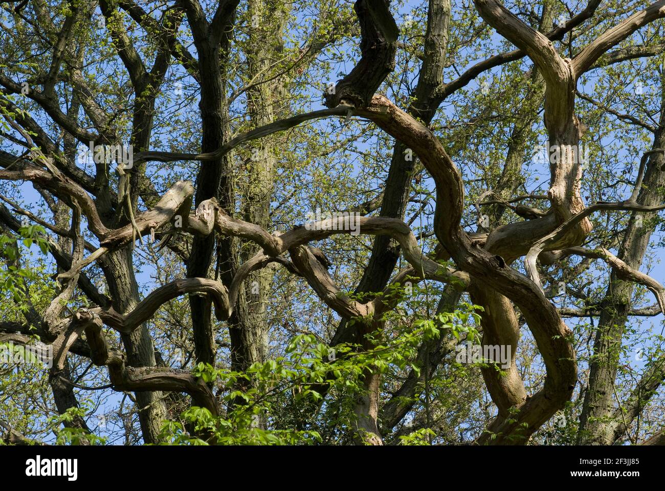 Tangled branches, Epping Forest, Essex, England Stock Photo - Alamy