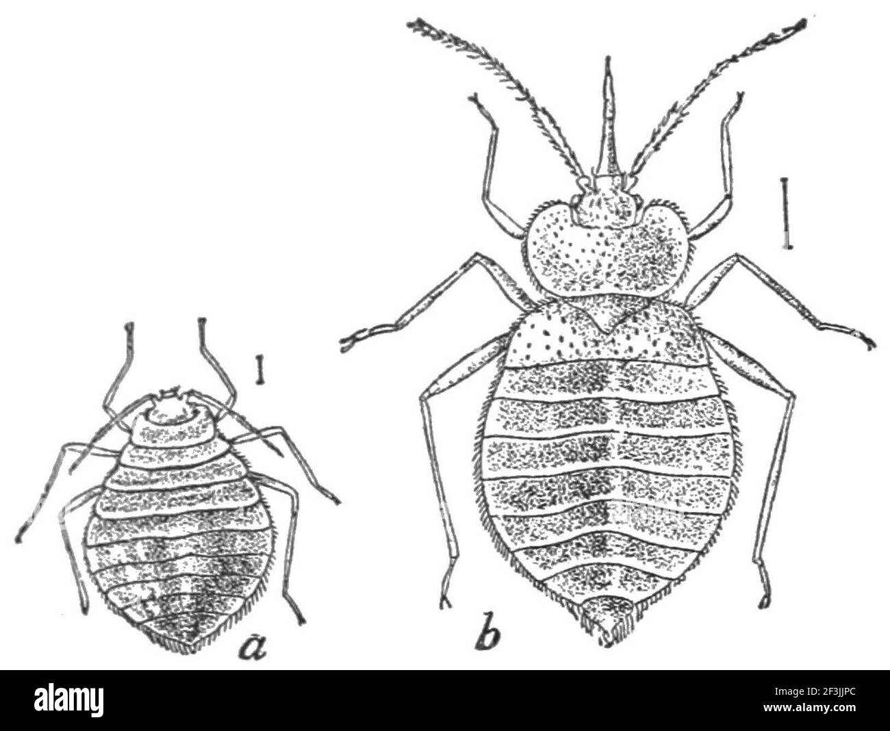 Bed bugs Black and White Stock Photos & Images - Alamy