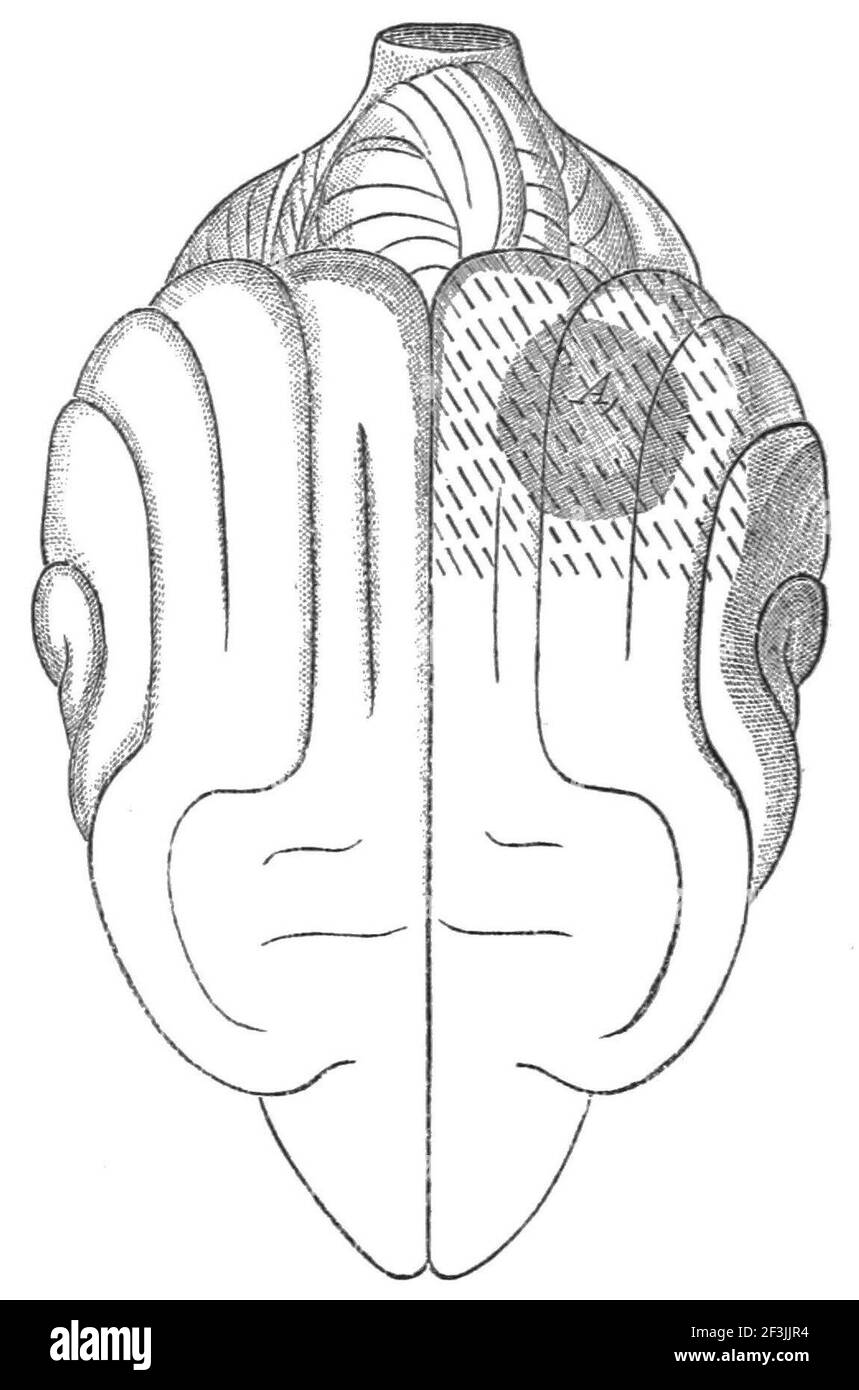 Area emotion Cut Out Stock Images & Pictures - Alamy