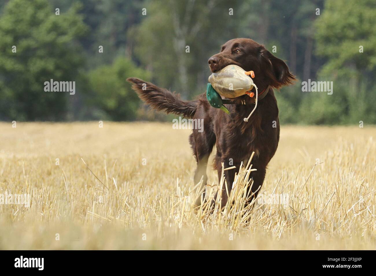 German Longhaired Pointer. Bitch (1 year old) retrieving a rubber duck ...