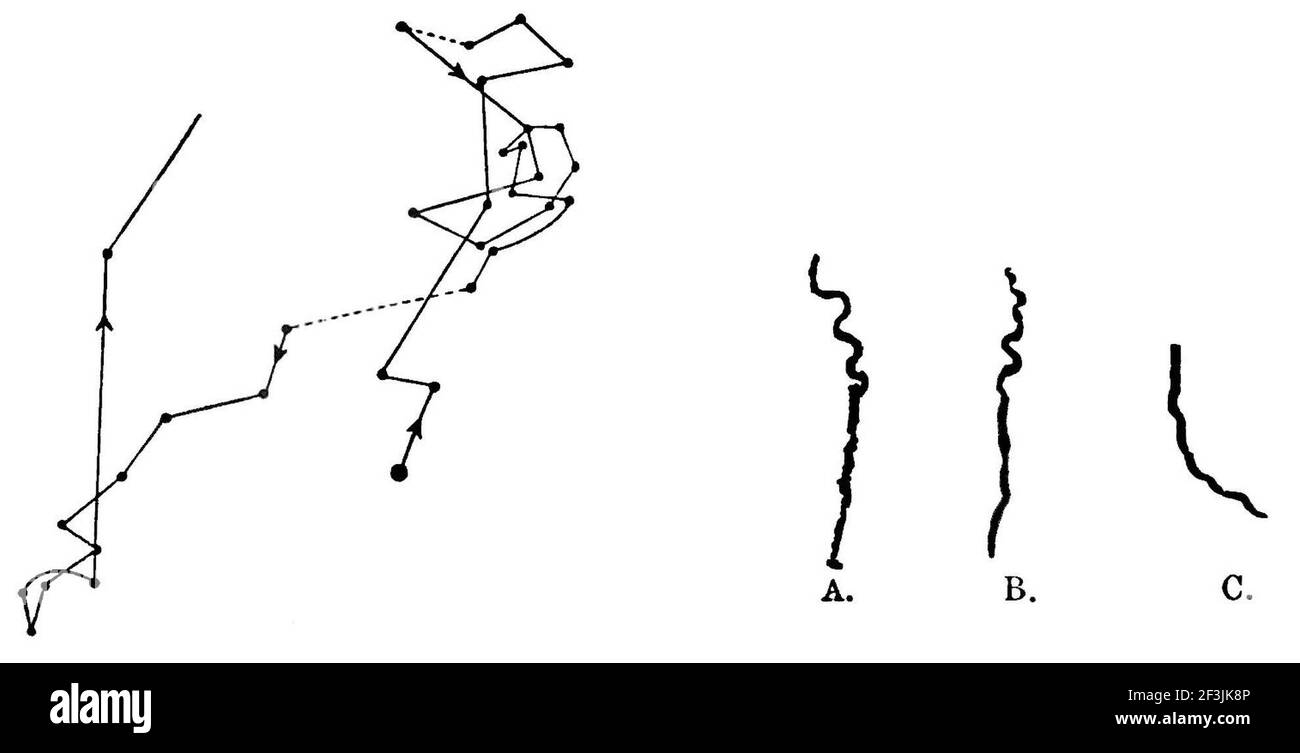 Radicles Cut Out Stock Images & Pictures - Alamy