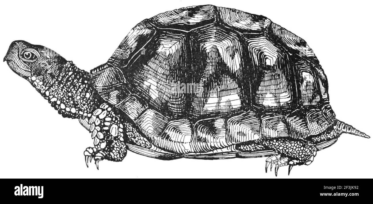 The box tortoise Stock Photo - Alamy