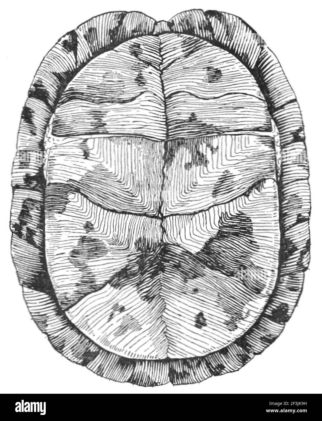 Turtle Shell Outline