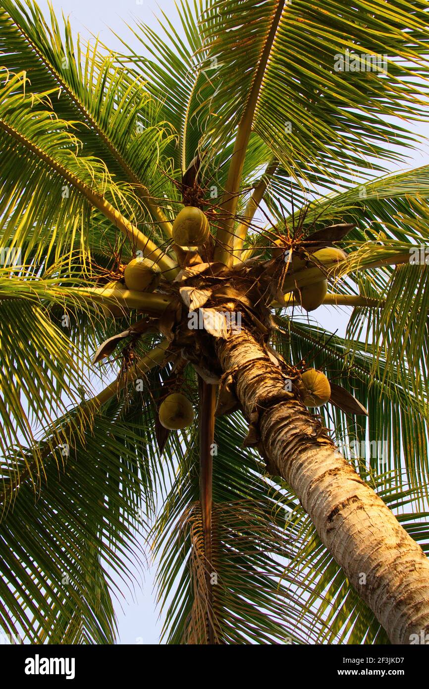 Coconut palm with coconuts in Northern Territory in Australia Stock ...