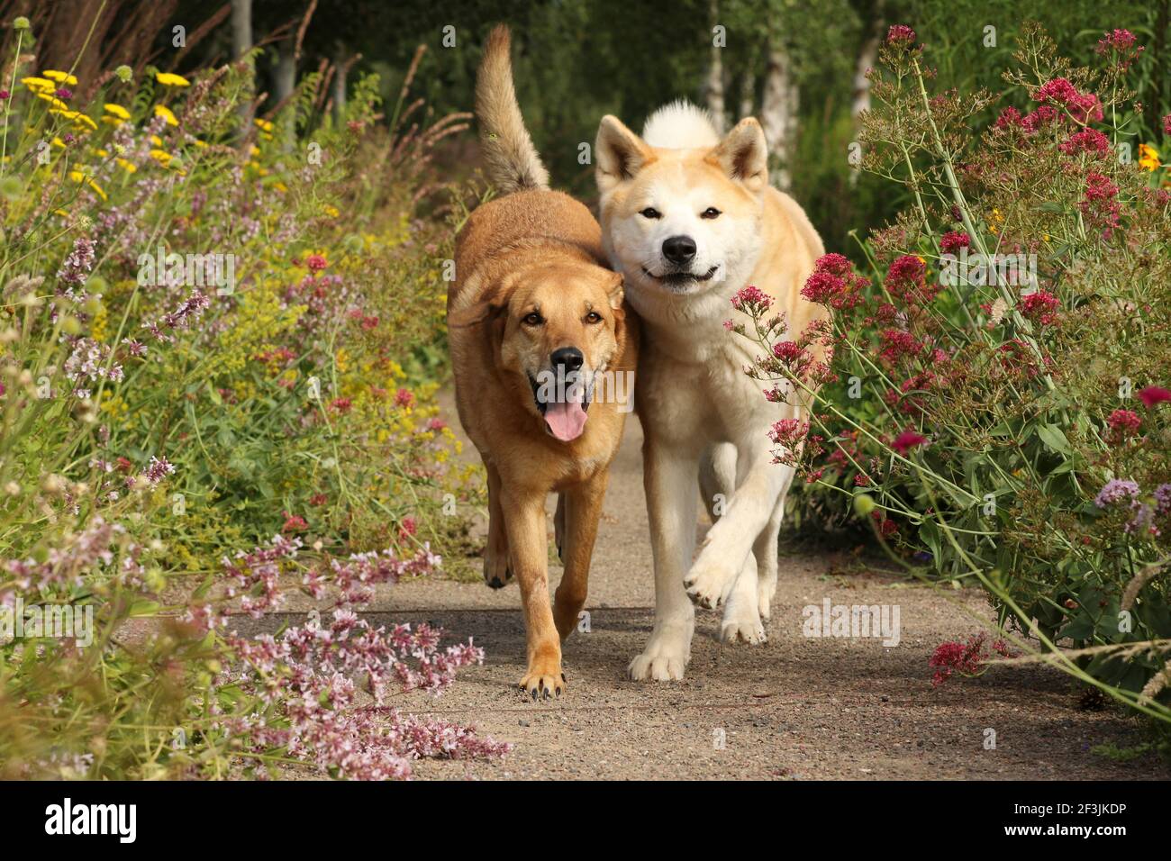 Shiba Inu Golden Retriever Mix