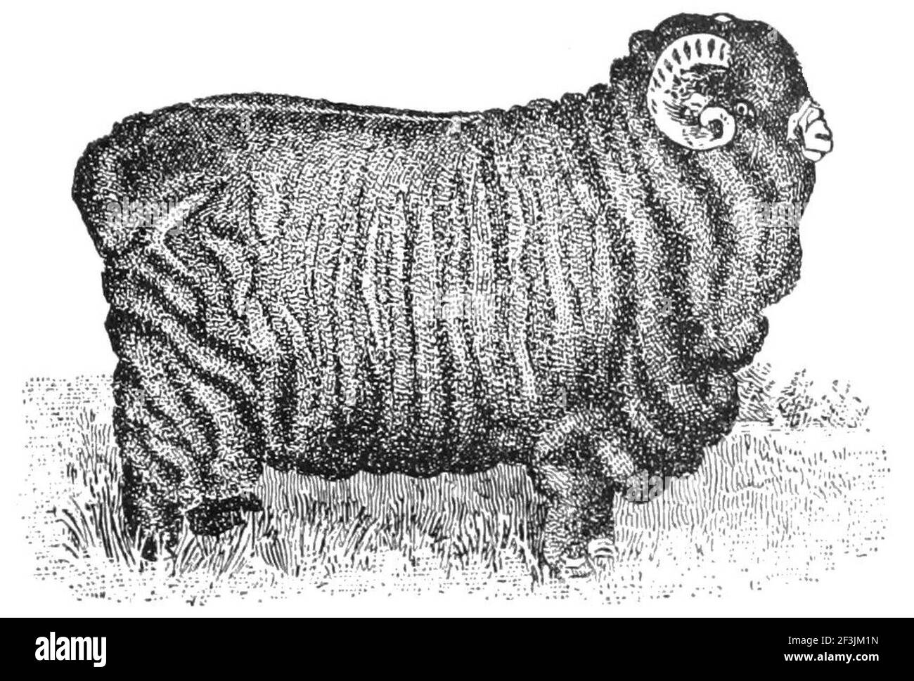 Merino ram hi-res stock photography and images - Alamy