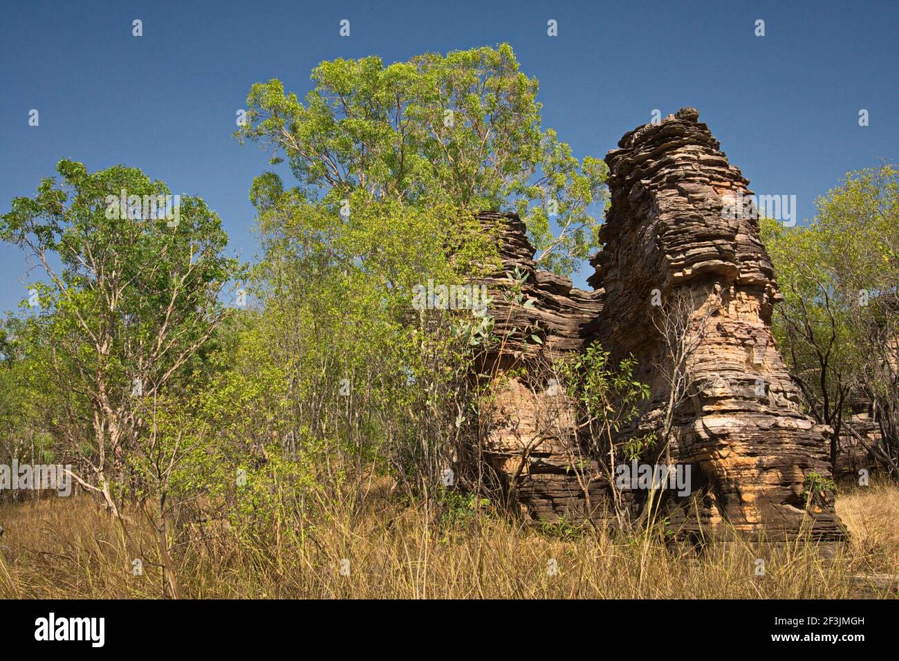 Jabiru kakadu hi-res stock photography and images - Alamy