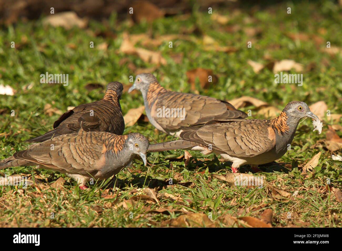 Bar-shouldered doves in Kakadu National Park in Northern Territory in ...