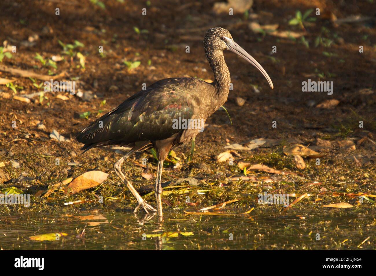Ibis at Yellow River in Kakadu National Park in Northern Territory in ...